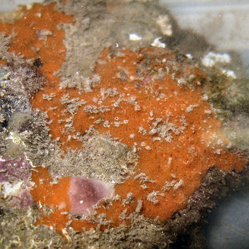 Mycale (Aegogropila)